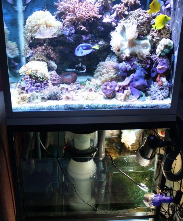 80g Dimi's Reef Cube